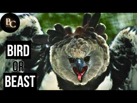Harpy Eagle | The Bird That Kills Monkeys - YouTube