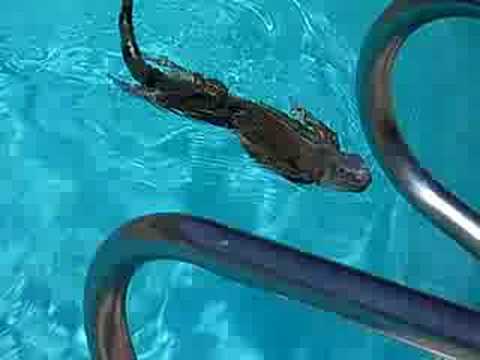Iguana Swimming - YouTube