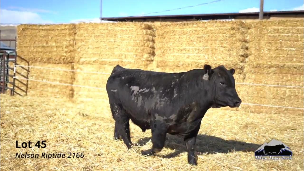 Lot 45 Nelson Riptide 2166 - YouTube