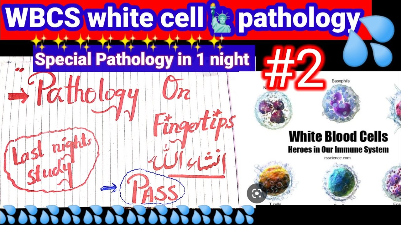 WBCS 2 Pathology. ️ ️ ️ Pathology on fingertips ️ #patho #white blood ...