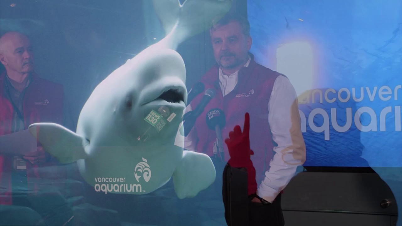 Video: Vancouver Aquarium CEO vows to solve mystery of two beluga ...