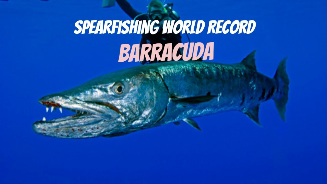 Spearfishing World Record - Pickhandle Barracuda - YouTube