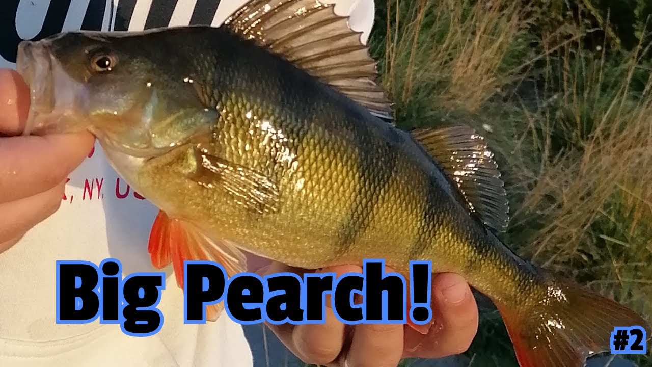 Catching big predator Pearch and Pike (From Shore) 2 9 KG🔥🔥 - YouTube