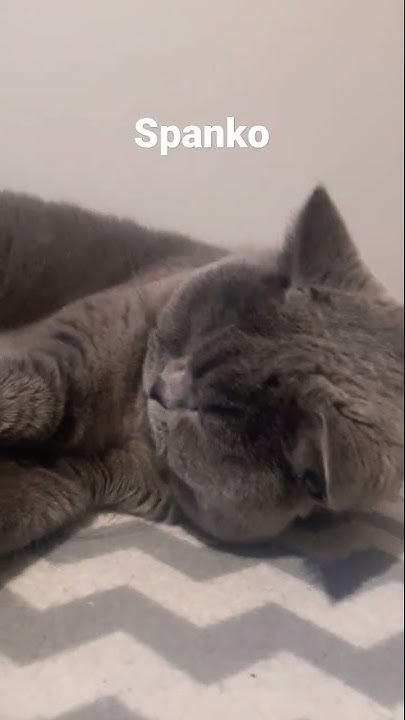 Spanko - YouTube