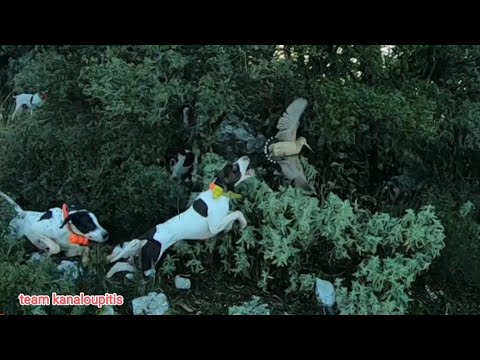 κυνήγι μπεκατσας Καλαμάτα - YouTube