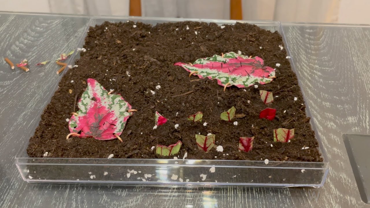 How to massive propagate Begonia Rex - YouTube
