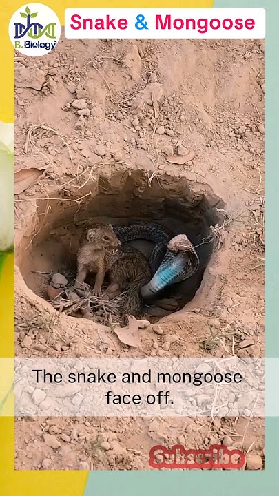 Deadly Showdown: Mongoose vs. Cobra Fight - YouTube
