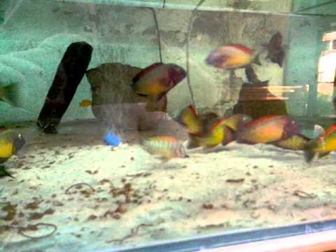 Tropheus Ilangi Yellow Real - YouTube