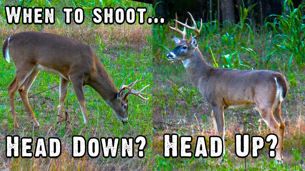 What Every Hunter Needs to Know | Head Down vs. Head Up - YouTube