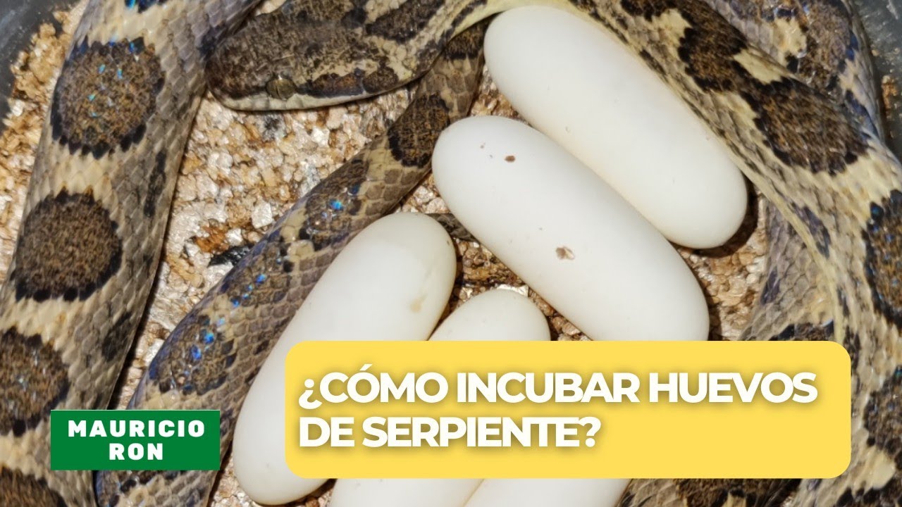 ¿Cómo incubar huevos de serpiente? 🐍 - Puesta de huevos de serpiente ...