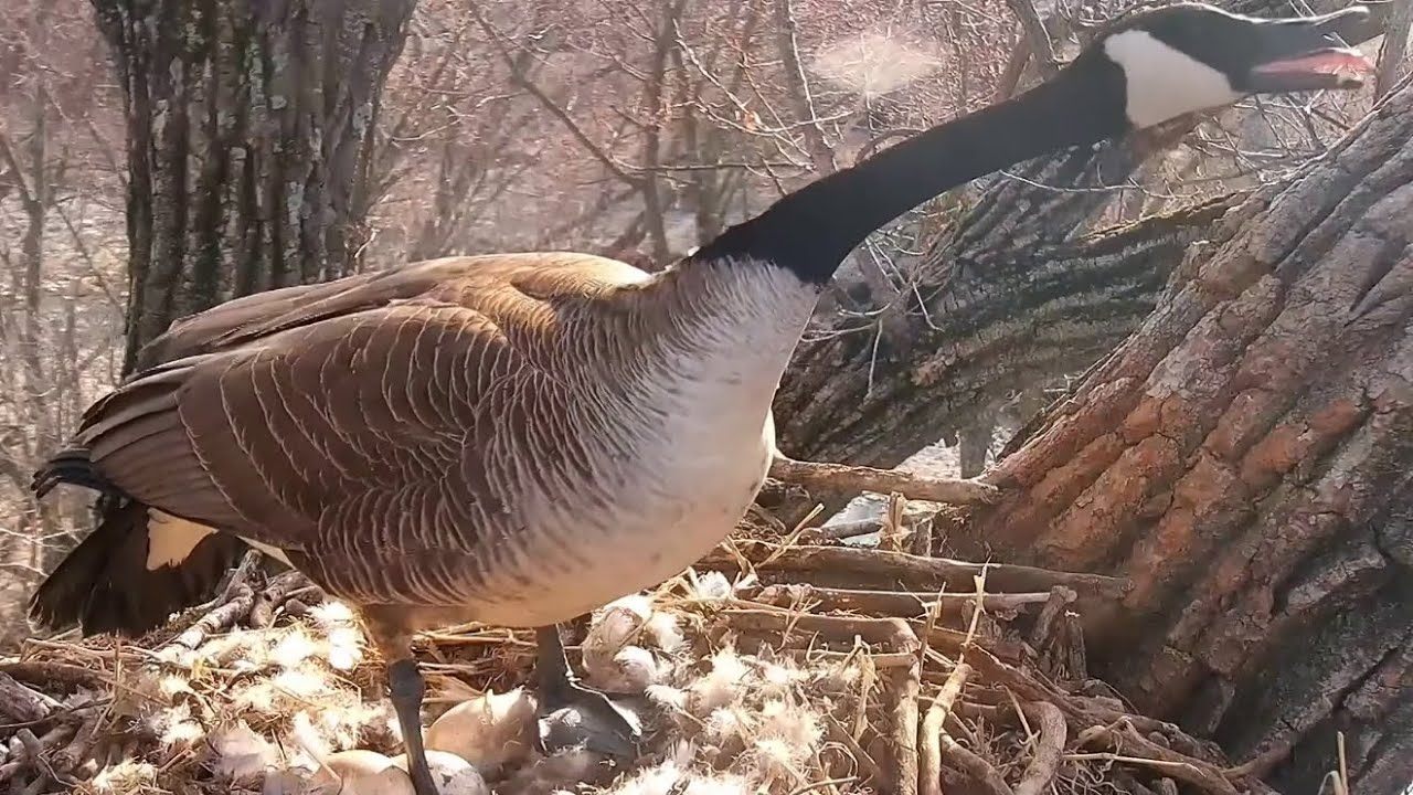 Decorah Goose. Mother Goose sounds the alarm. Father Goose to the nest ...
