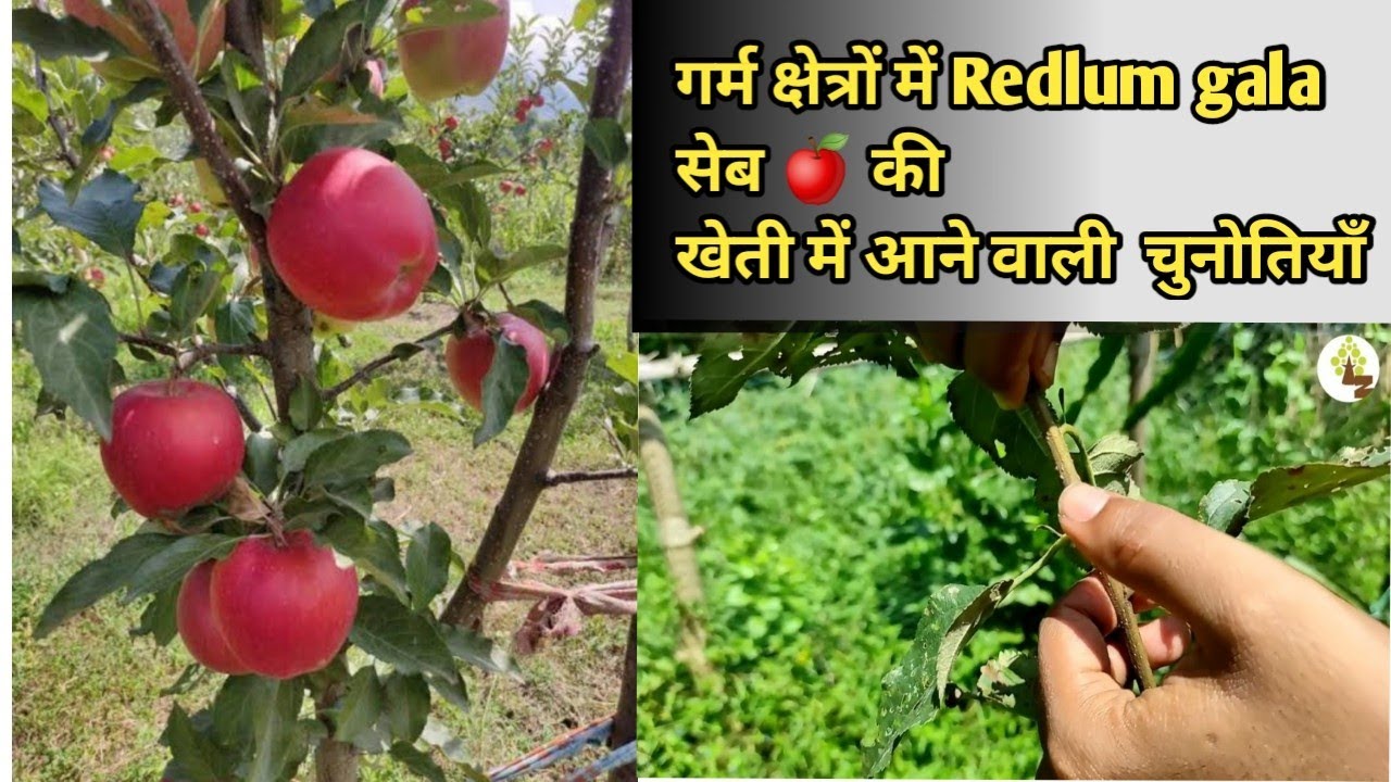 Problem Facing In Redlum Gala Apple 🍎 Farming In Hot Climate ll hot ...