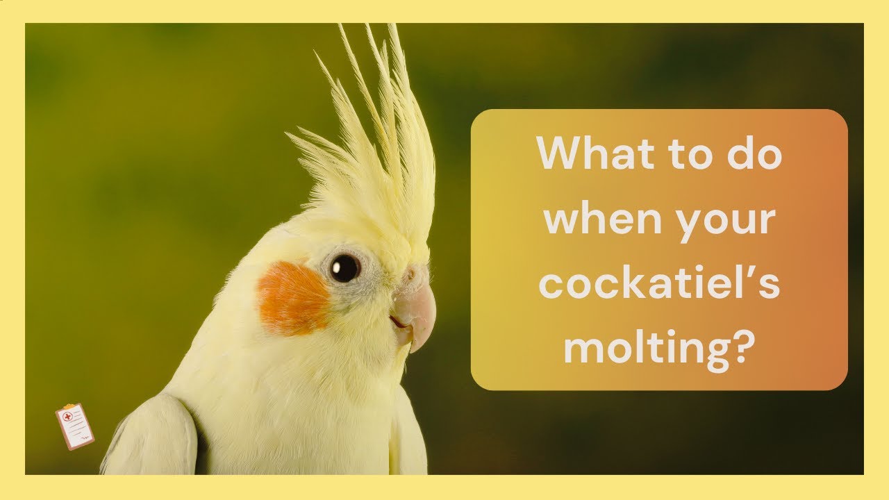What to do when your cockatiel’s molting | Dr Cockatiel - YouTube