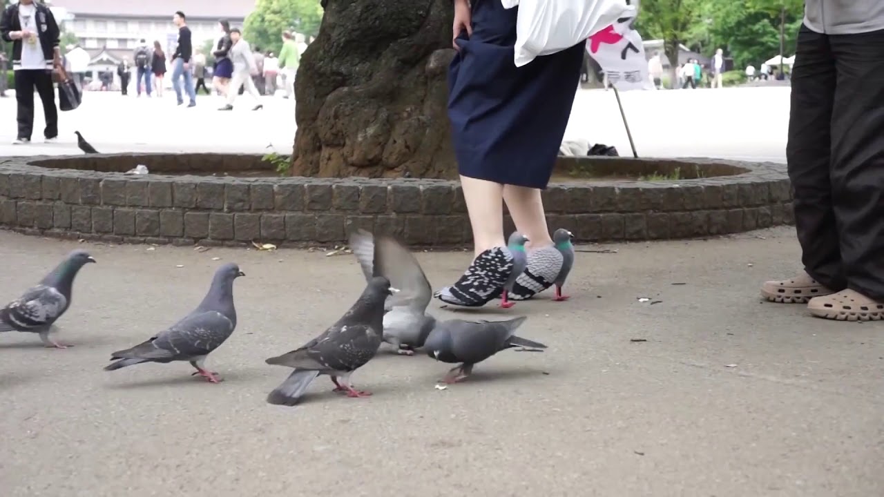 Pigeon Shoes – The DIY High Heels Shoes - YouTube