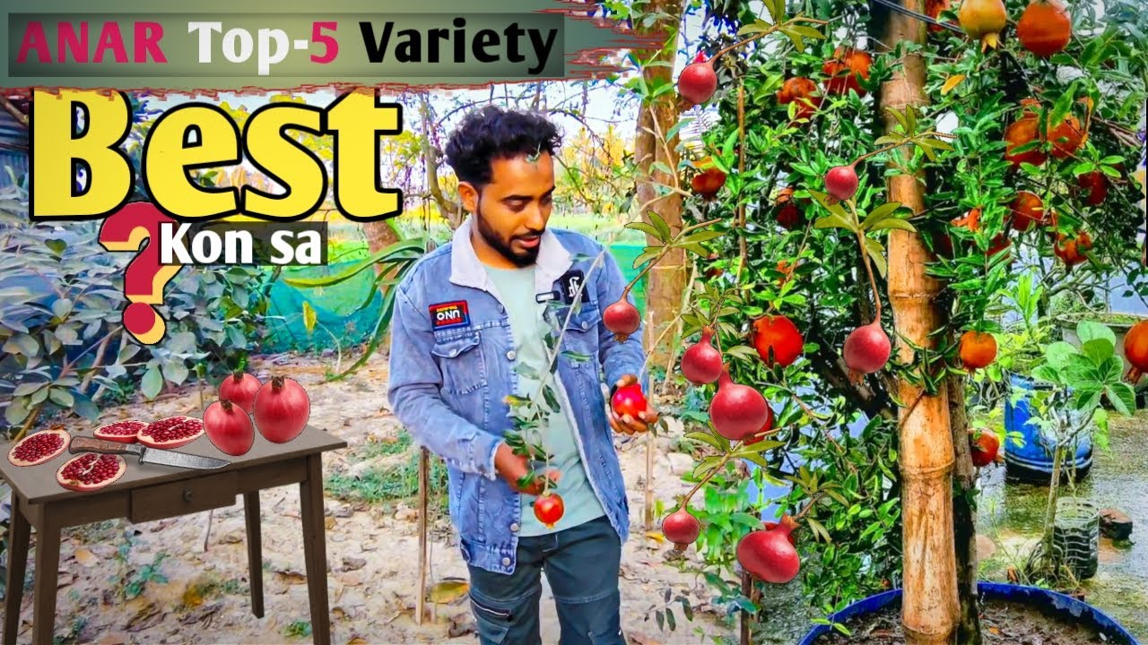 Anar Fruit Top 5 Variety | Pomegranate Fruit Farming in india | RM ...