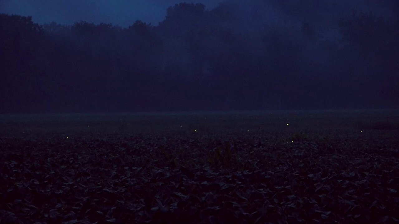 Real Fireflies In A Field