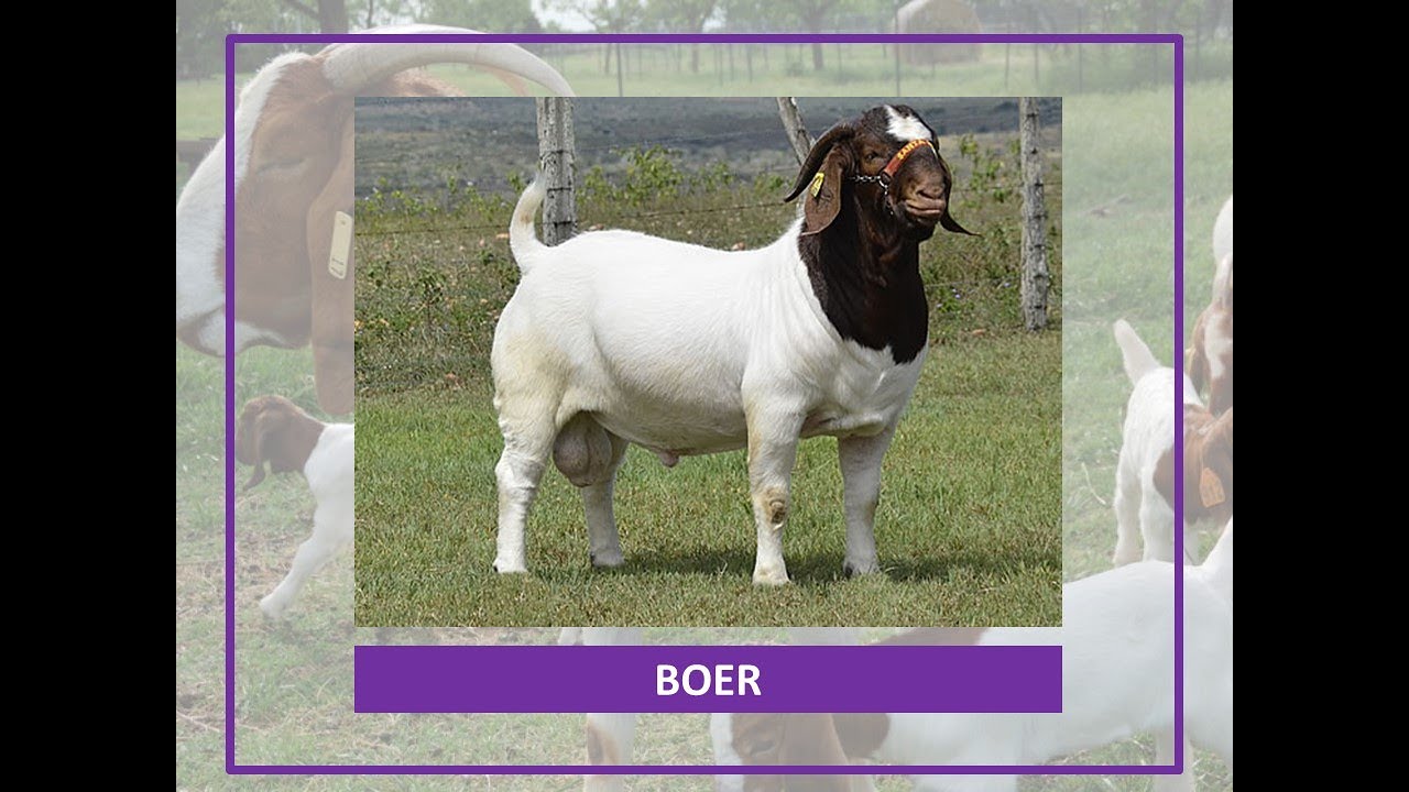 RAÇAS DE CAPRINOS - BOER - YouTube