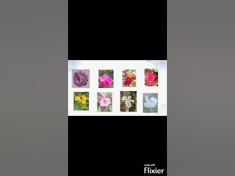 Flowers Classifier - YouTube