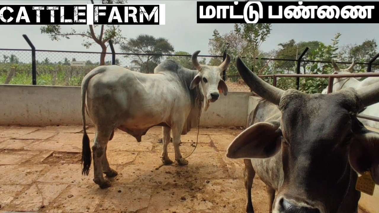 Cattle Farm | Mattu pannai | Hesaraghatta cow farm - YouTube