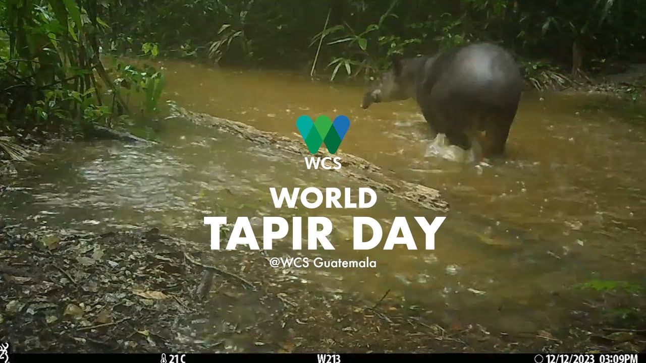 World Tapir Day: The forest gardener - YouTube