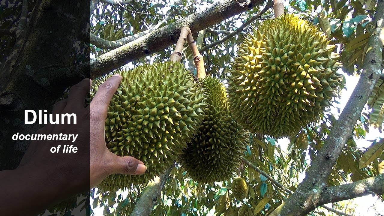 Durian (Durio zibethinus) - part 1 - YouTube