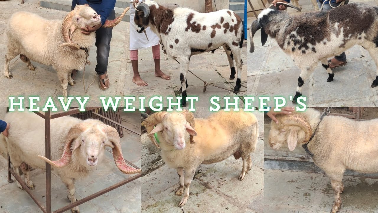 heavy weight vilayati sheeps available in Lake view goatfarm hyderabad ...