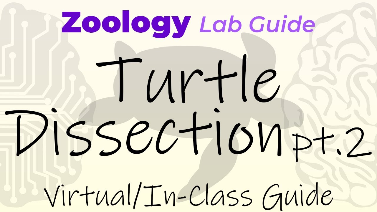 Turtle Dissection - Part 2: Internal Anatomy - Virtual/In-Class Guide ...