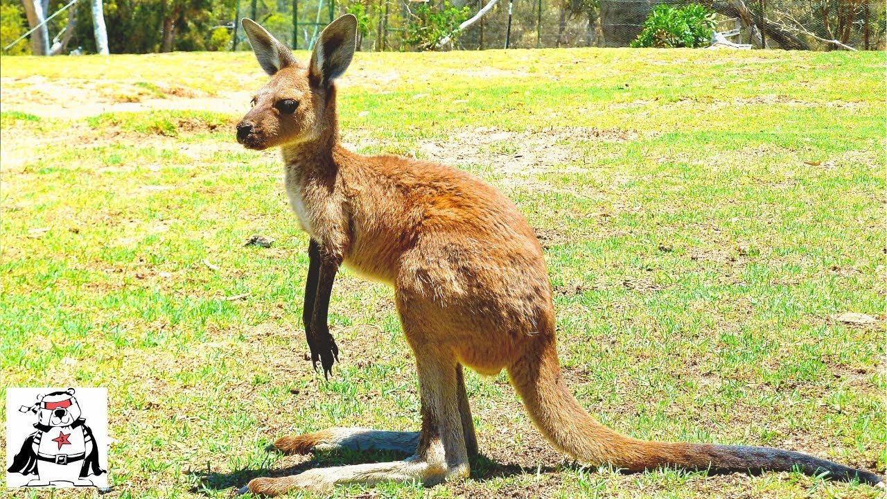 Friendly Kangaroo Chasing other Animals Compilation - YouTube