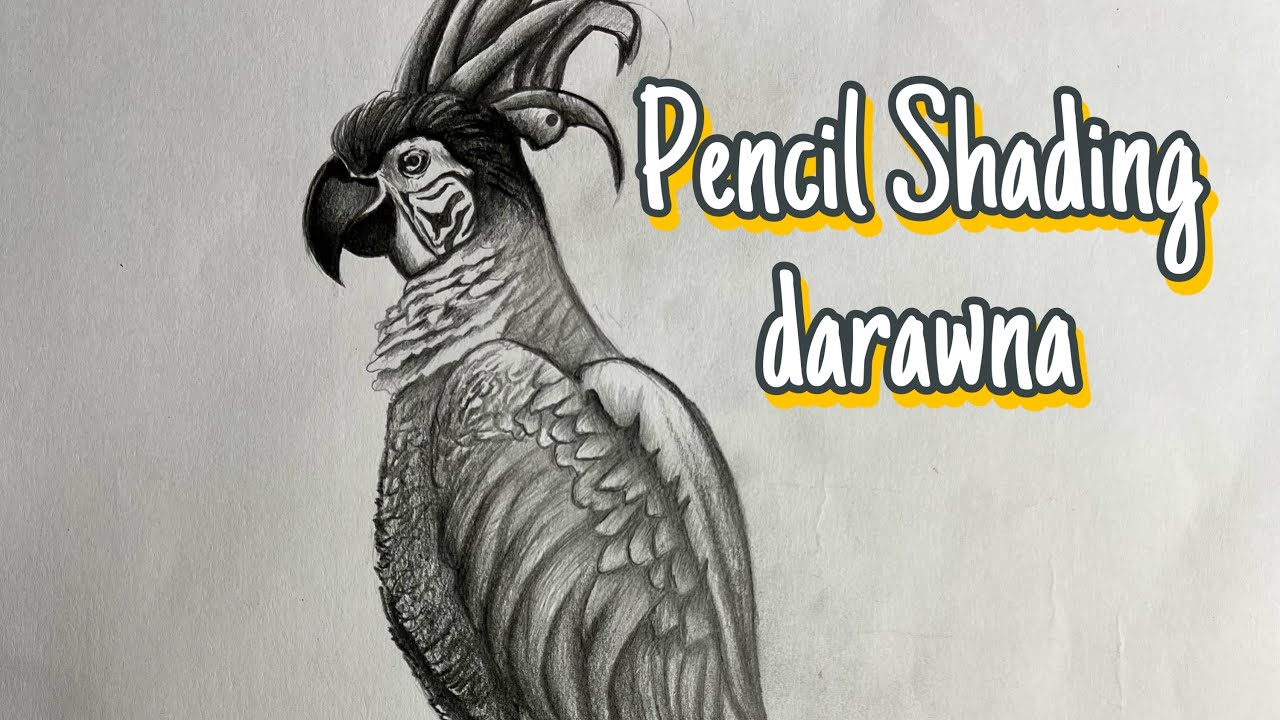 Parrot pencil shading drawing 🎨 || How to draw a parrot || parrot ...