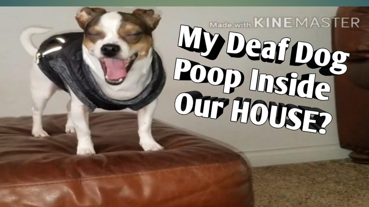 My Deaf Dog Poop inside Our house? - YouTube