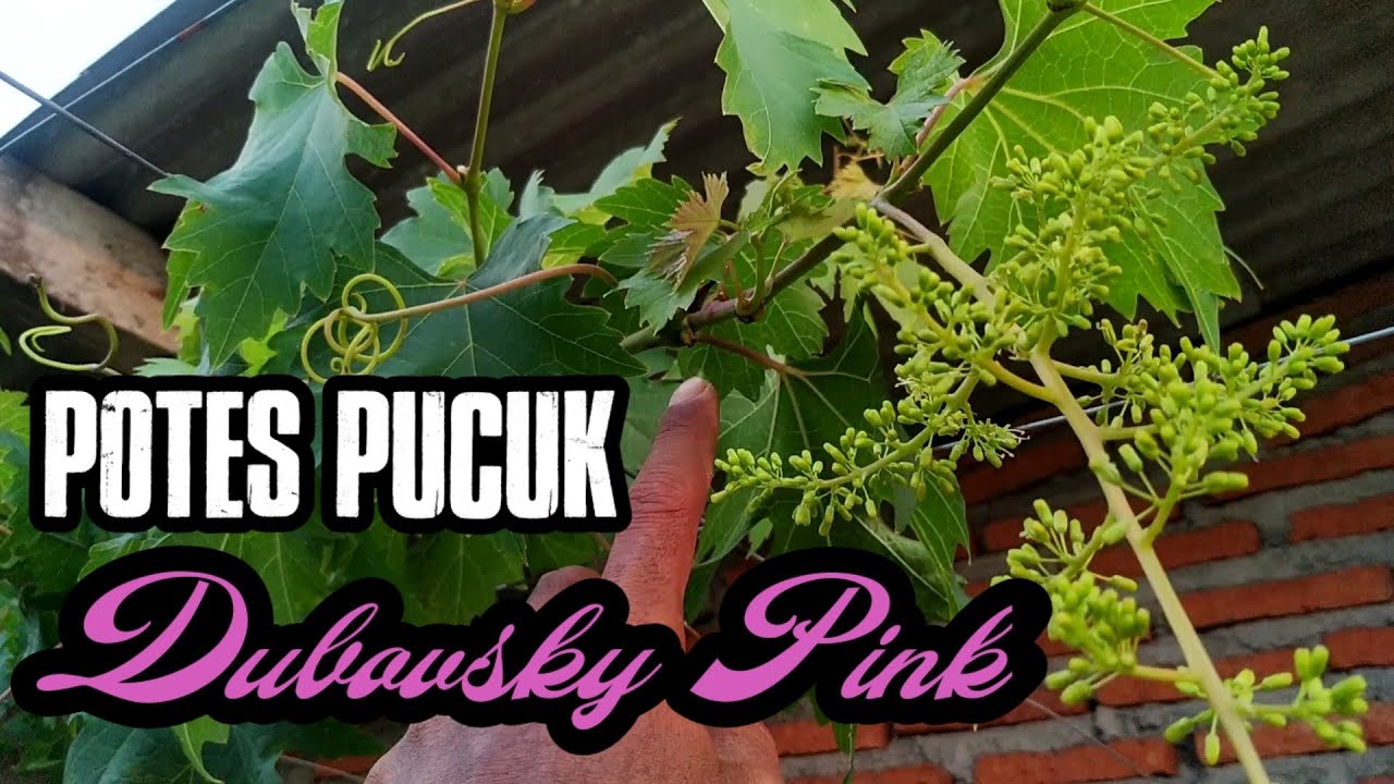Hasil perlakuan Long Gib GA3 pada bunga anggur Dubovsky Pink hasil ...
