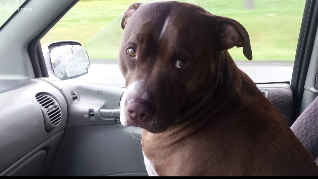 Search continues for person behind hit-and-run that killed a dog, hurt ...