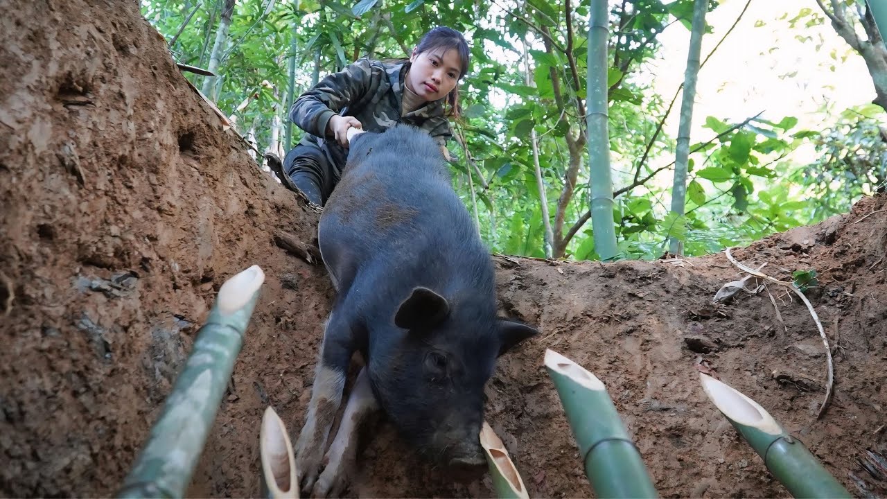 Detect traces of wild boars and immediately set traps to catch them ...