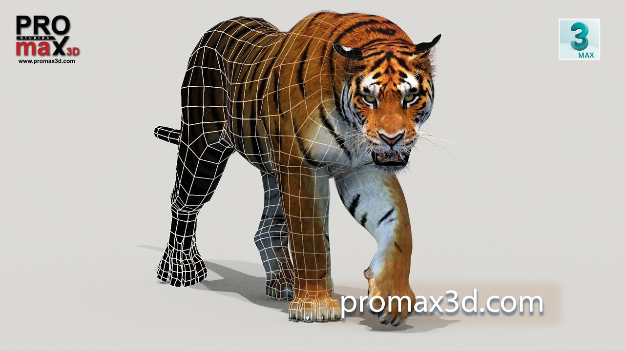 Realistic Siberian Tiger 3D Model – Fully Rigged & Animated | @PROmax3D ...