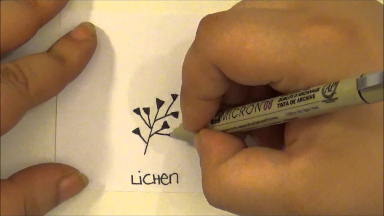 Lichen Drawing