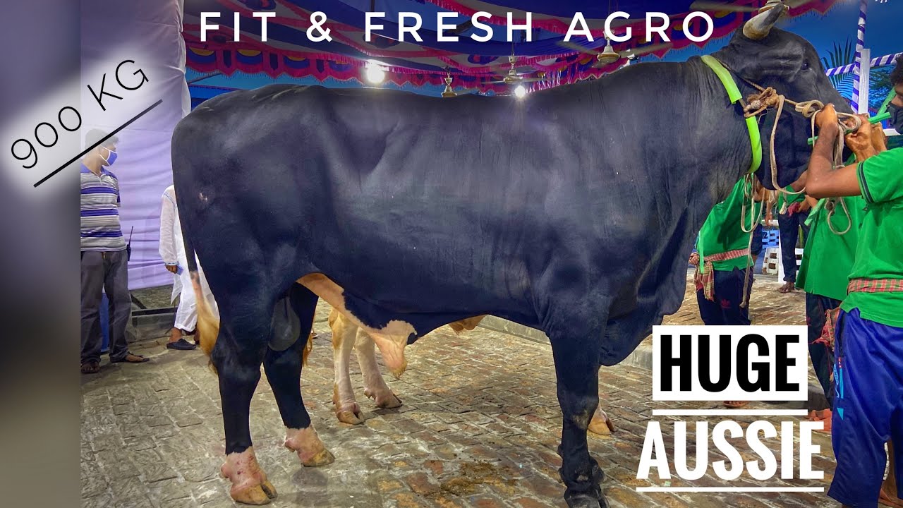 Huge Australian Bull | Fit & Fresh Agro | 900 Kg | DCM - YouTube