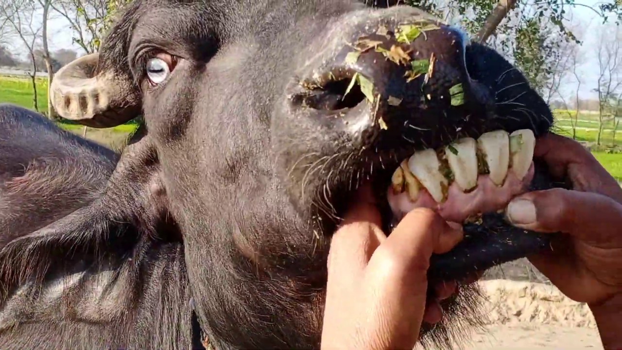 Neeli bar beflow on youtube 02/02/2020 - YouTube