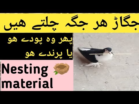 Birds Nesting Material for emergencies| Giving Birds Nesting Material/ java and all birds. - YouTube