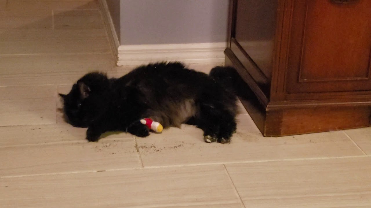 Black Fluffy Cat Versus Mr. Bill - YouTube