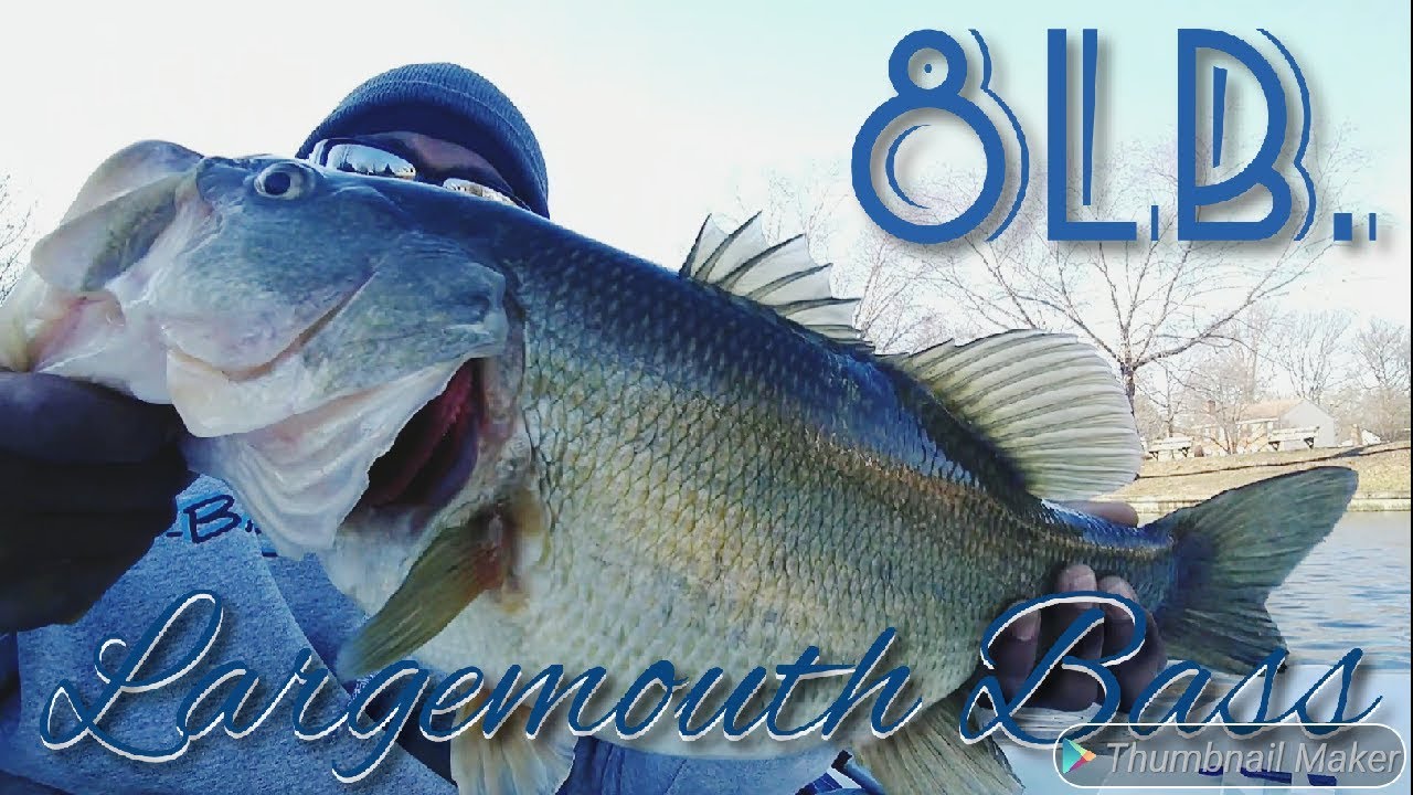 8lb. Largemouth Bass= MY PB - YouTube