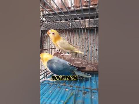 ibon ni padua #youtubeshorts #birds - YouTube