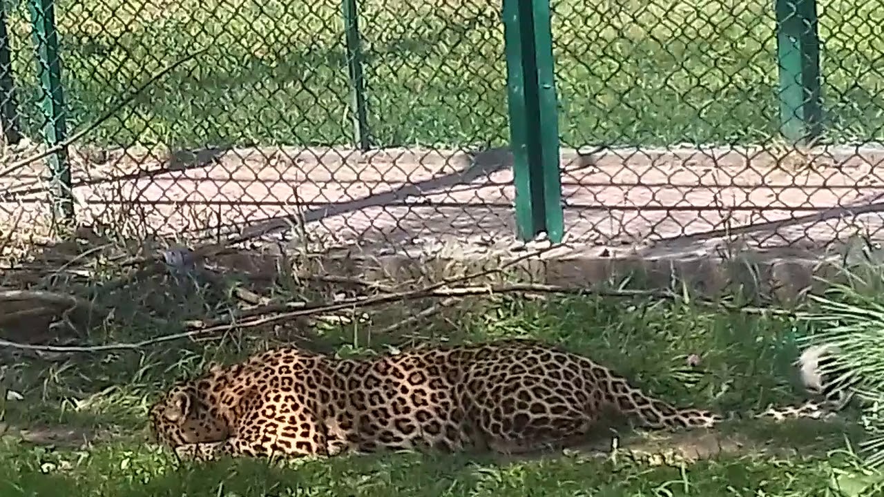 Pahalgam zoo 2017 - YouTube
