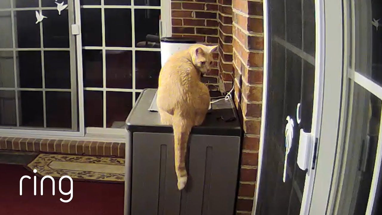 Curious Cats Respond to Owner’s Voice on Ring! | RingTV - YouTube