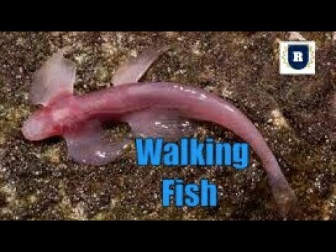 Cryptotora thamicola - walking fish | Tamil - YouTube