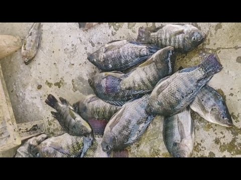 amazing hook fishing back to back tilapia🐟 fish 🎣catching 🎣 ...
