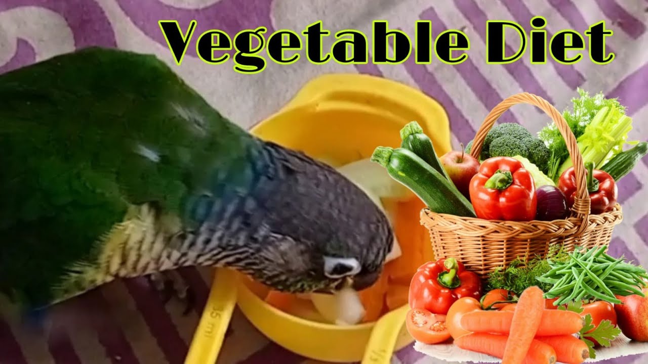 #Conure Bird Vegetable Diet#Healthy# Nutrition# - YouTube