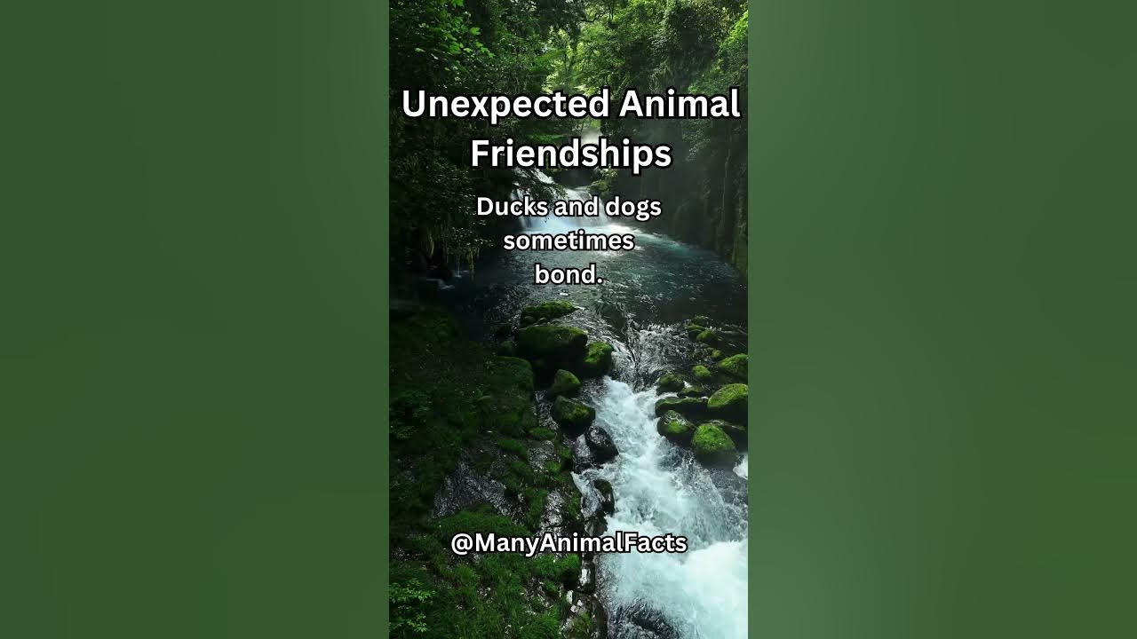 10 Unexpected Animal Friendships - YouTube