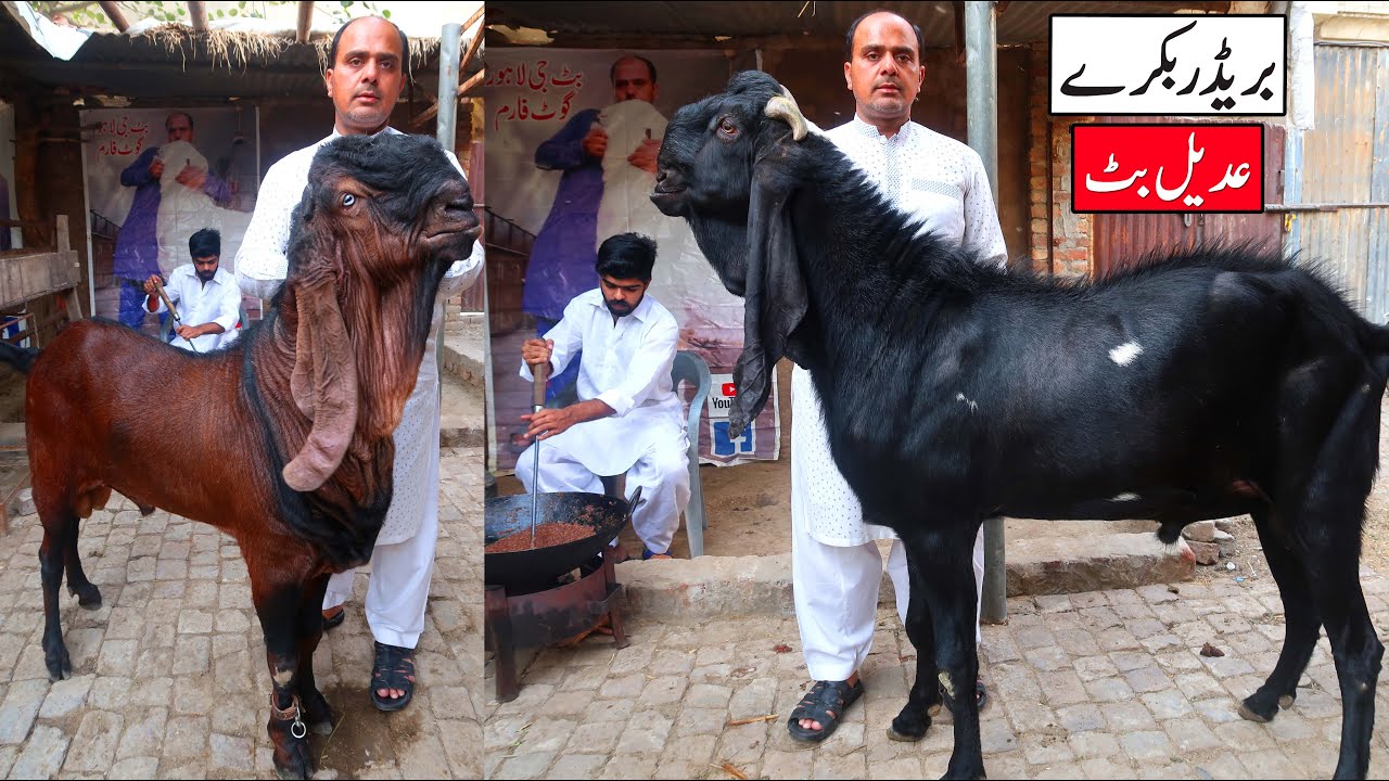 Giant Amritsari Breeder Goats Of Adeel Butt Lahore 2023 - YouTube