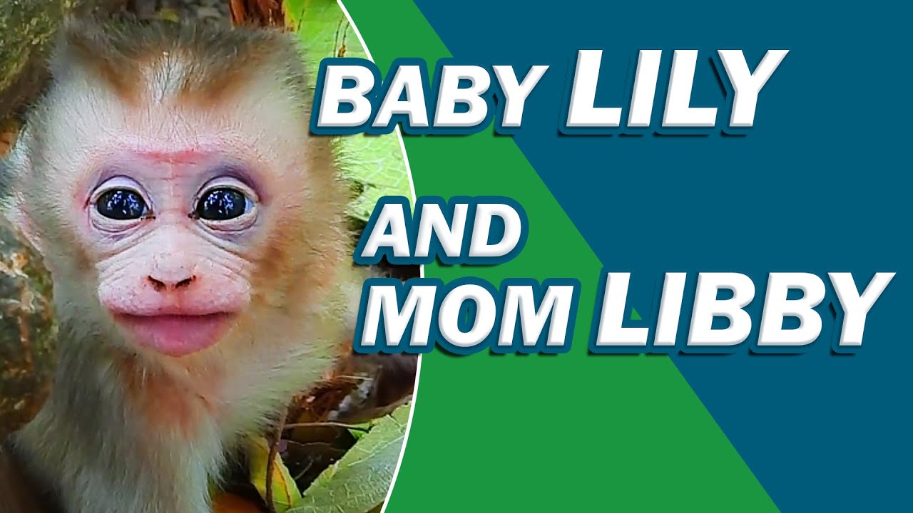 Lily’s Daily Training Routine with Mama Libby – Watch Their Progress! - YouTube