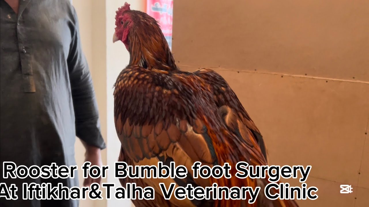 Bumble foot surgery in Rooster - YouTube